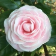 Atlantic Coast Camellia Society - Camellia Picture Library